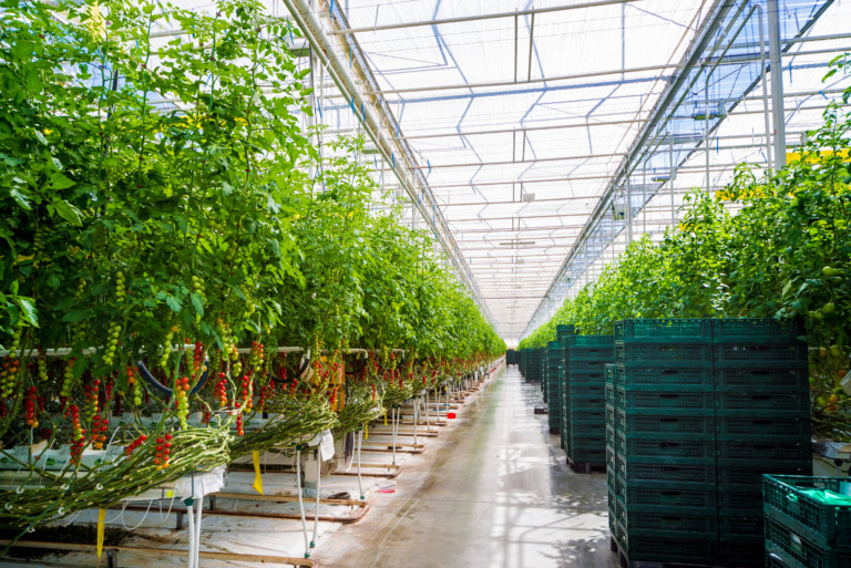 Team AuTomatoes wins Autonomous Greenhouse Challenge - LetsGrow.com