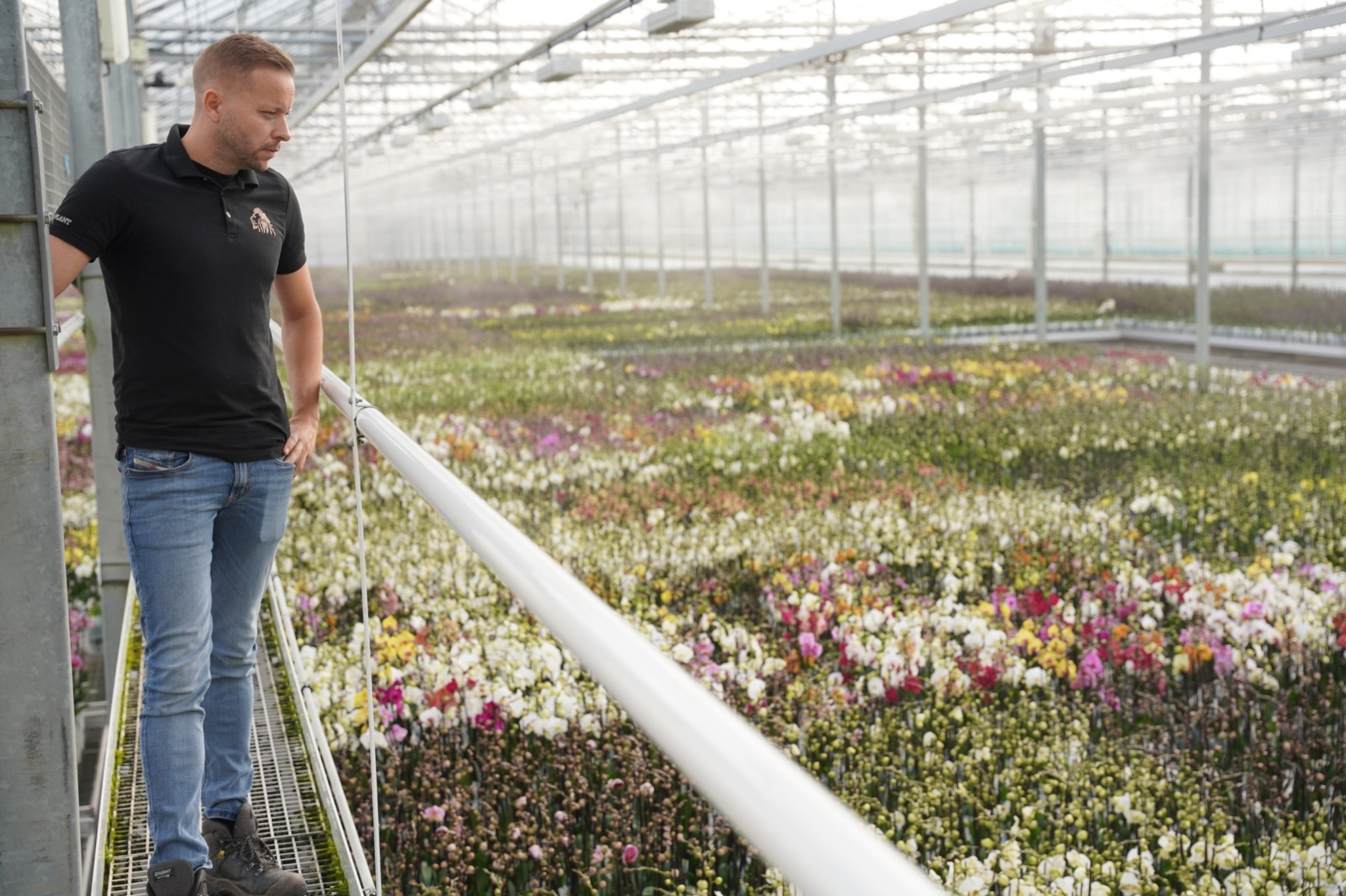 Levoplant: Innovation & growth with LetsGrow.com - LetsGrow.com