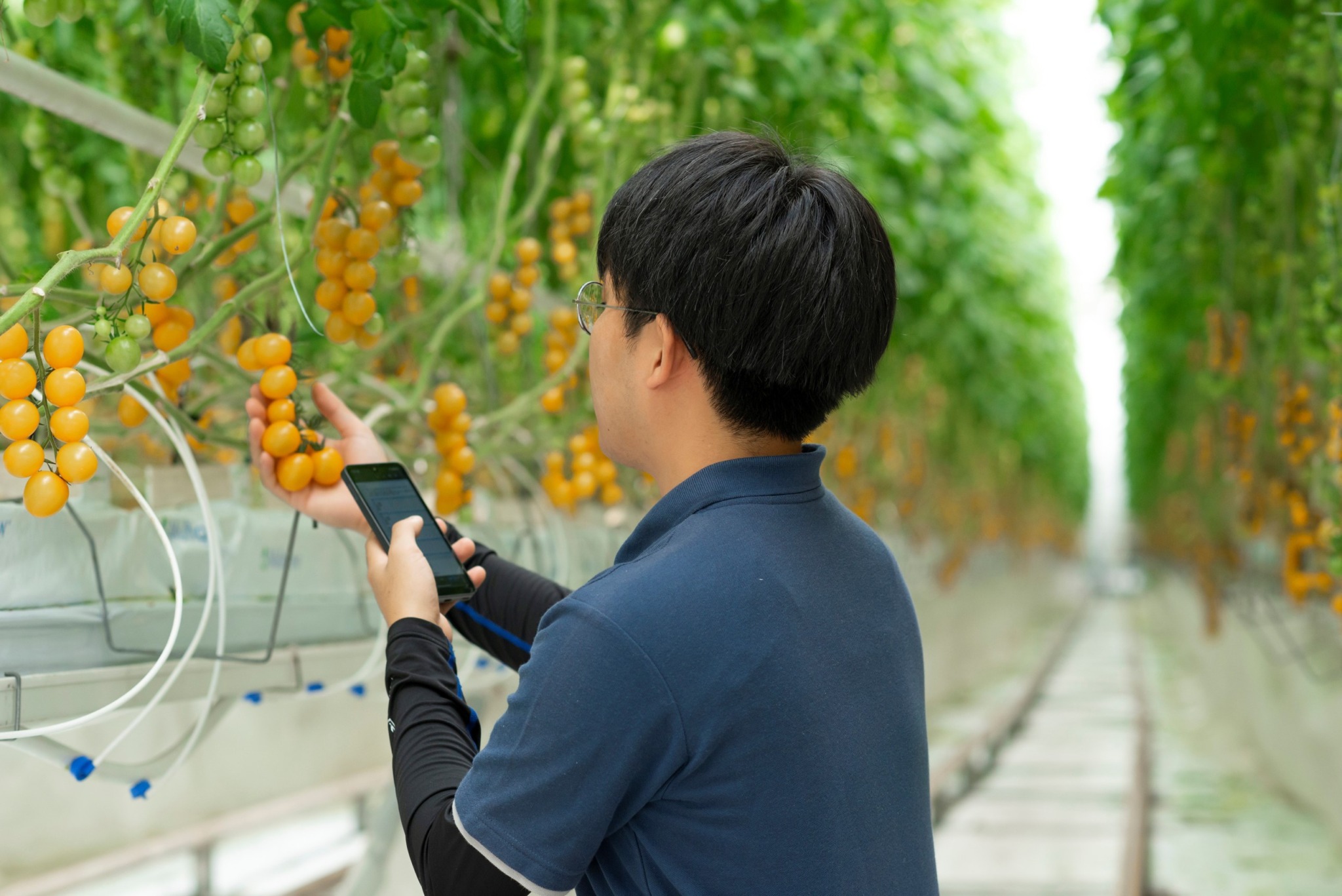 Asai Nursery: Pioneering innovation in Japanese agriculture with LetsGrow.com - LetsGrow.com